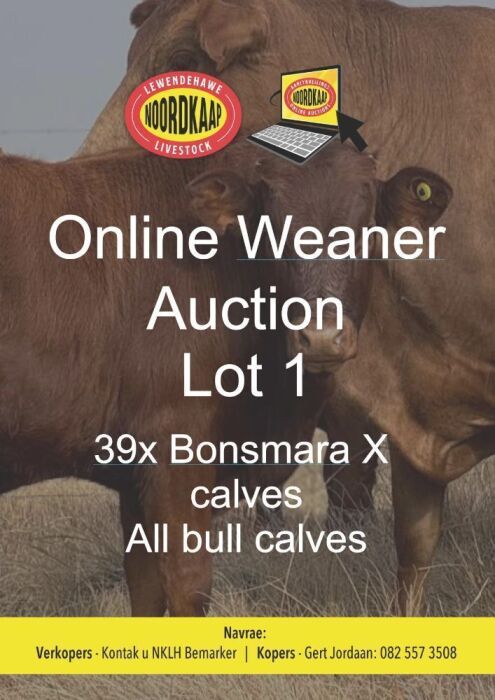 39 x Bonsmara cross bull calves