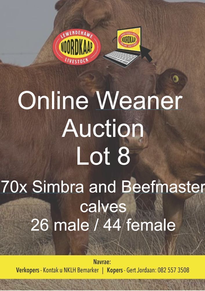 70x Simbra and Beefmaster cross calves