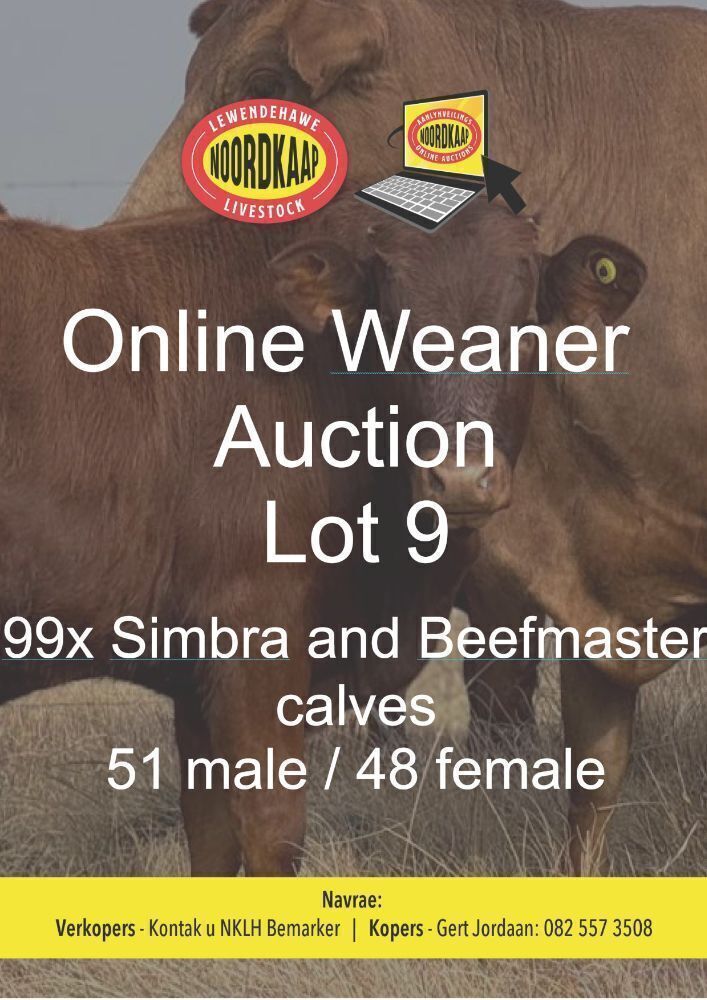 99x Simbra and Beefamaster cross calves