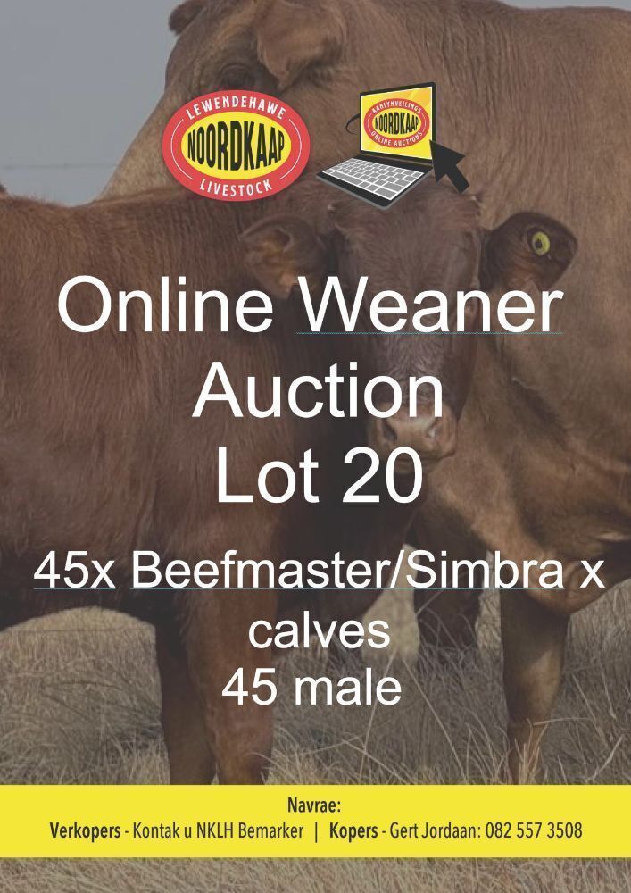 45x Beefmaster/Simbra X calves